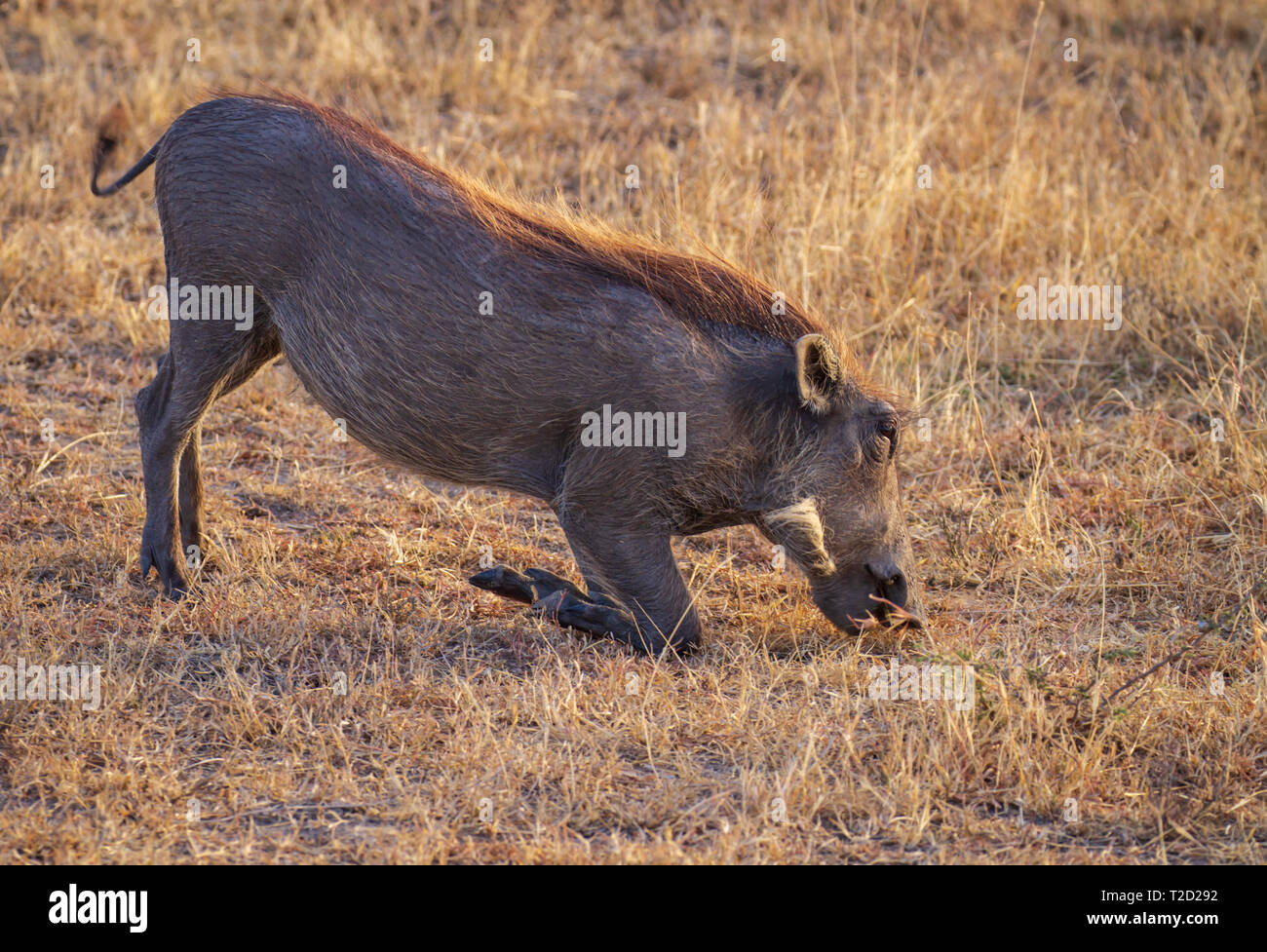 Warthog snout tusks hi-res stock photography and images - Alamy
