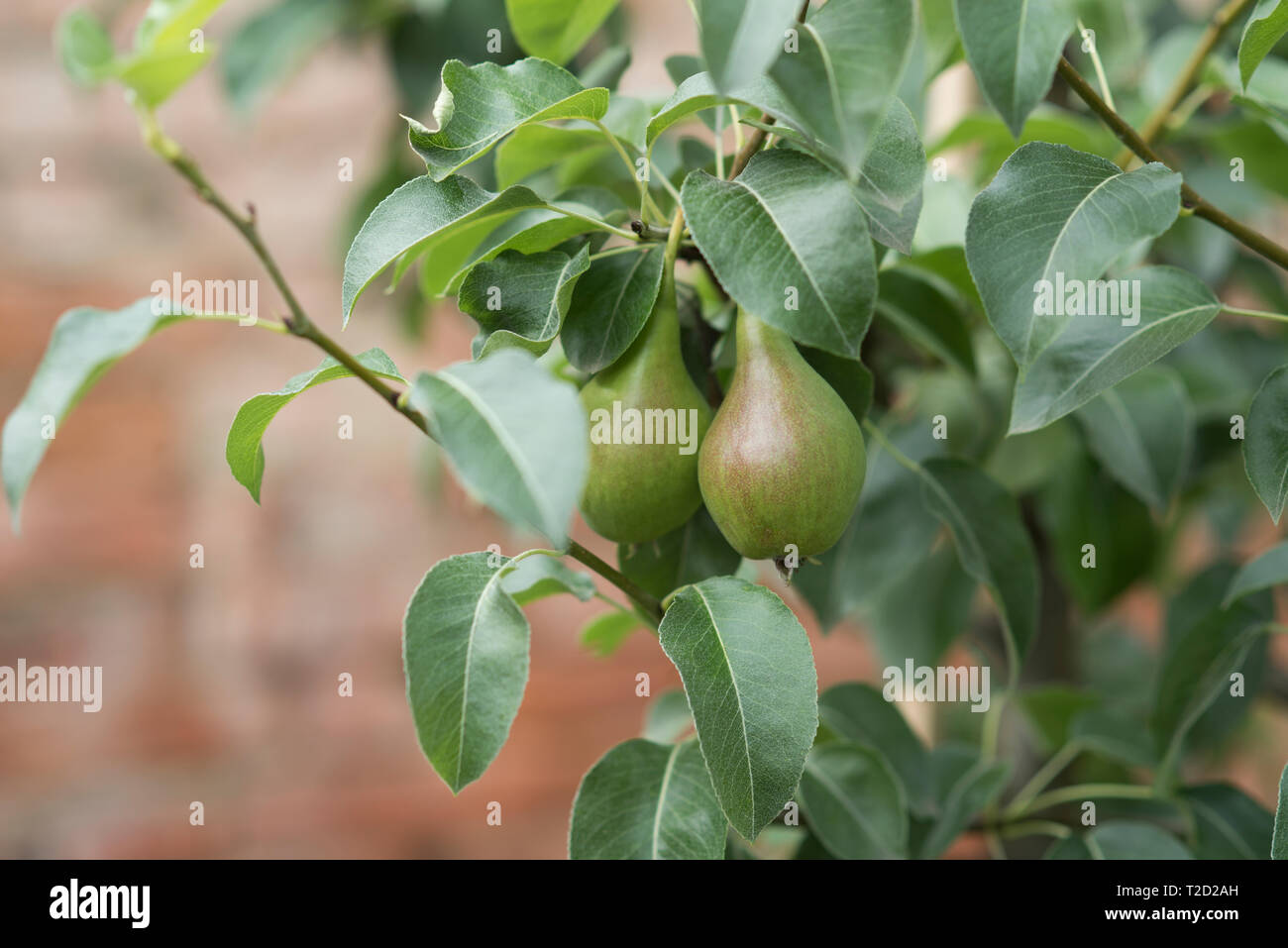 Pears natural growth environment hi-res stock photography and images ...
