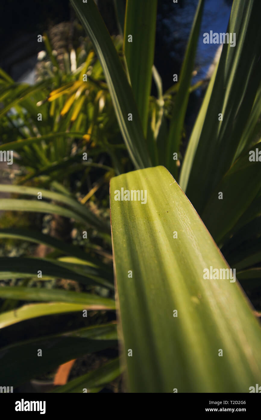 Structure of palm leaves hi-res stock photography and images - Alamy