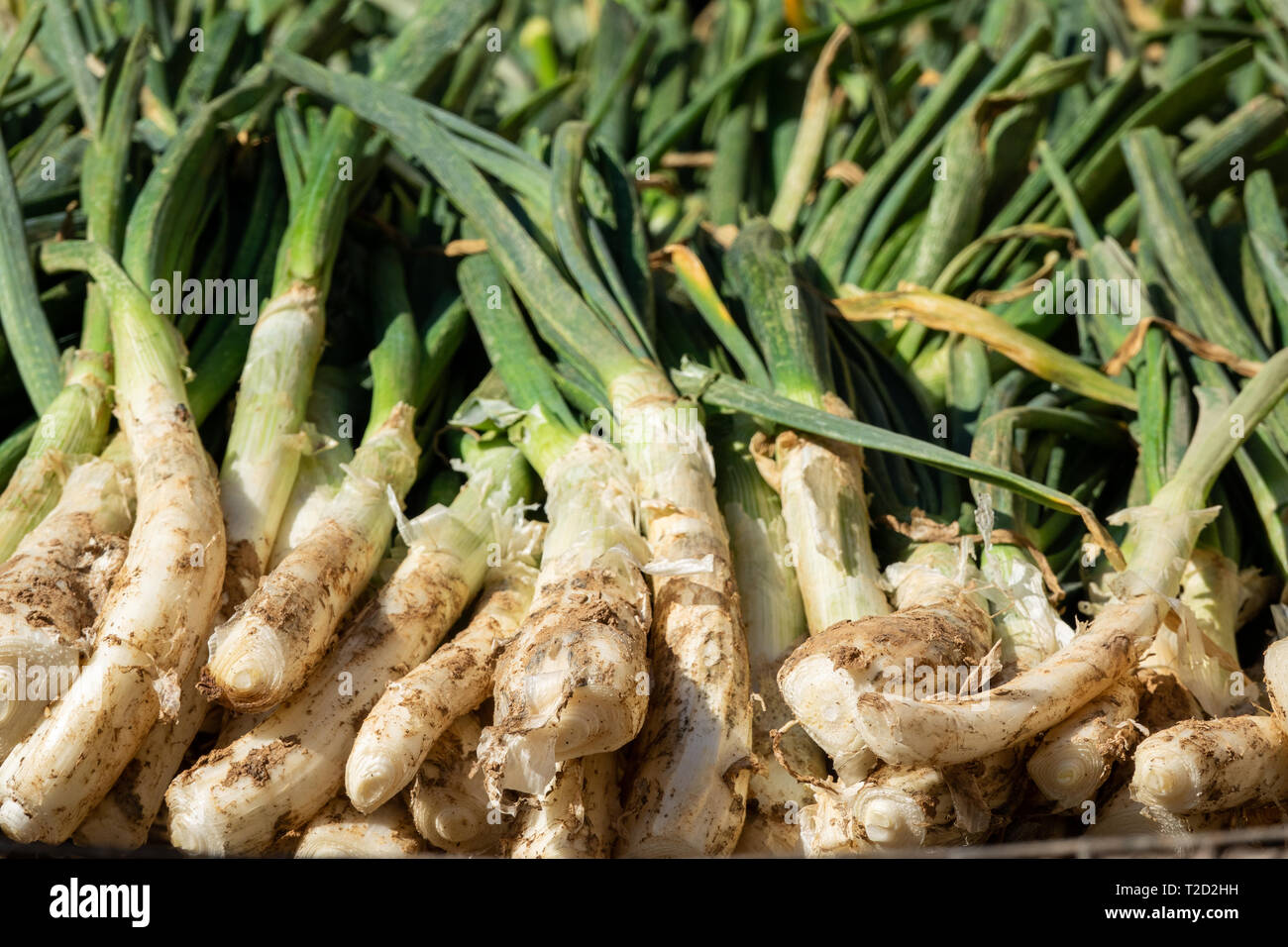 Catalonian tradition hi-res stock photography and images - Alamy
