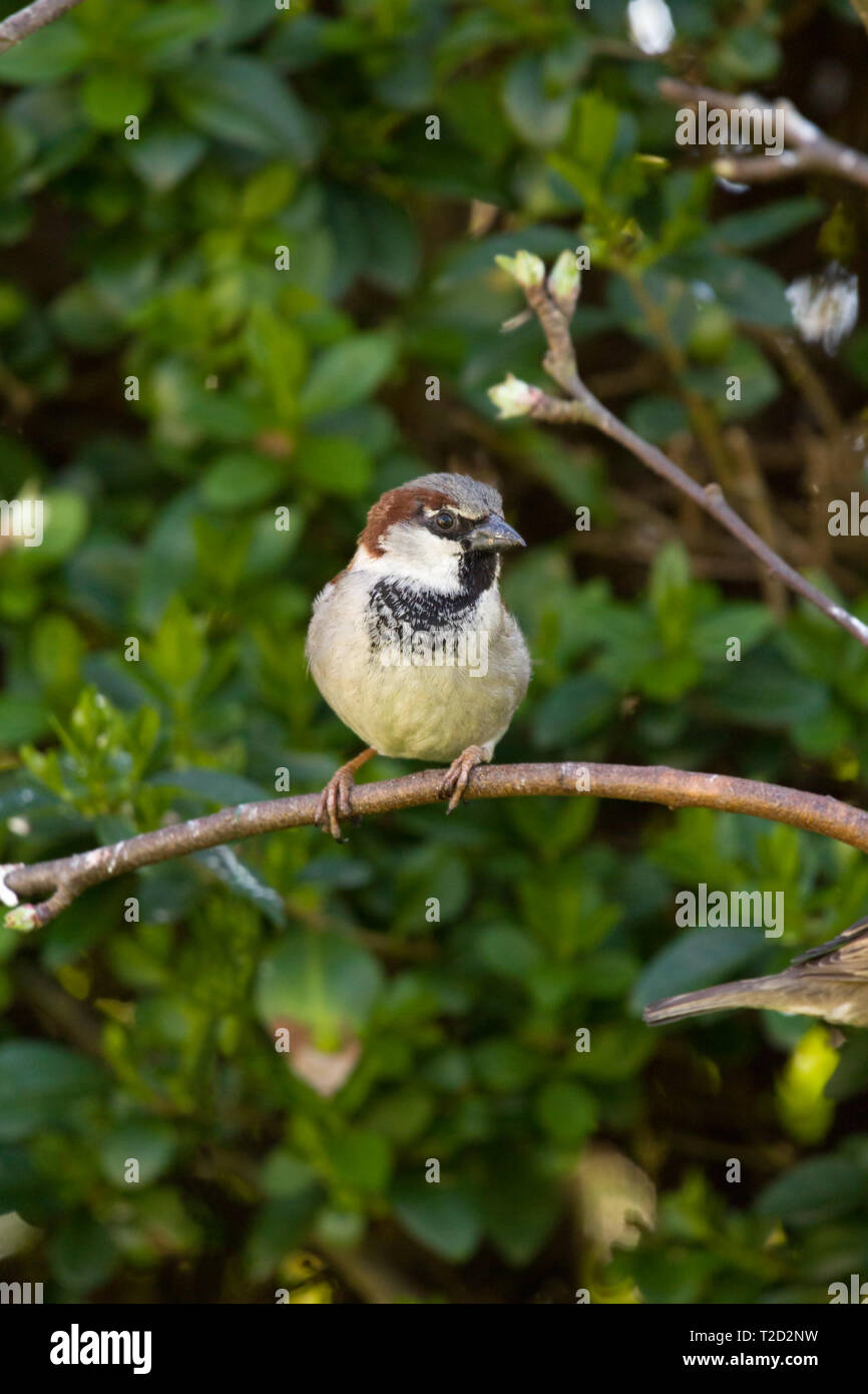 Tree Sparrow East Coast High Resolution Stock Photography and Images ...