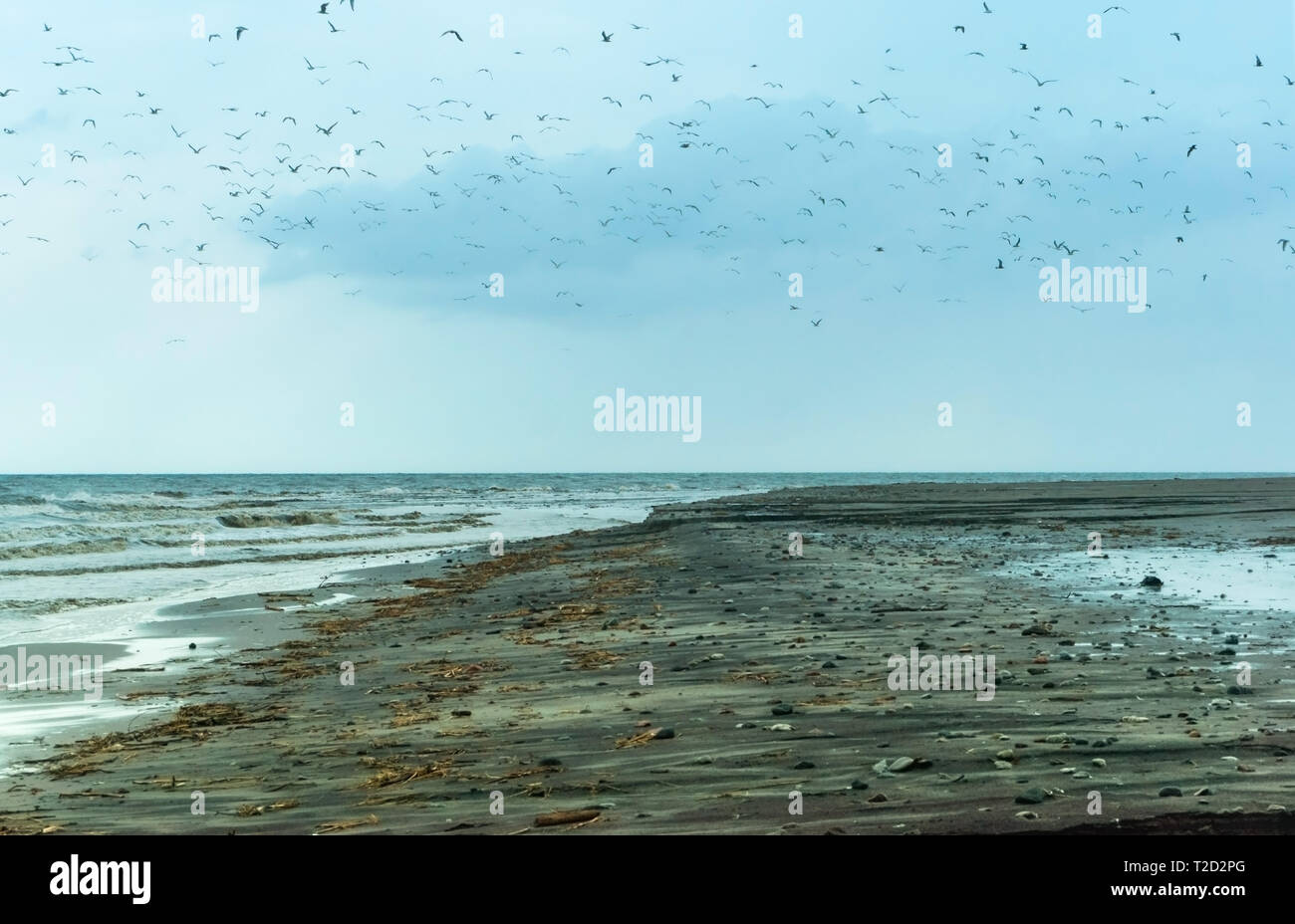 birds in polluted areas, coastal water pollution Stock Photo - Alamy