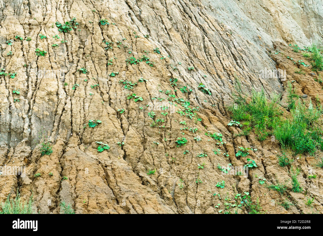 Steep clay cliff hi-res stock photography and images - Alamy