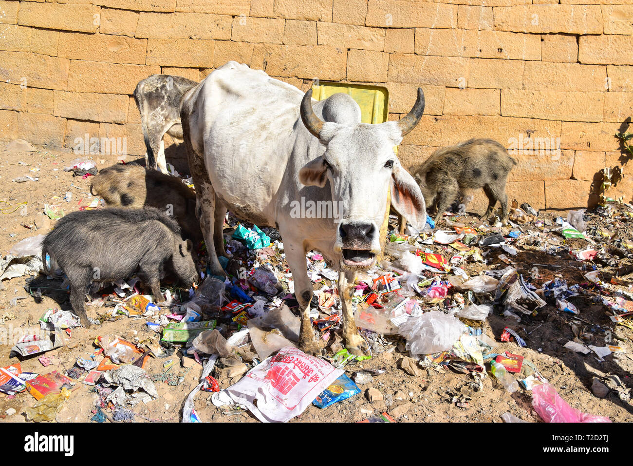 Ox and Pigs foraging in litter refuse, Jaisalmer Fort, Jaisalmer ...