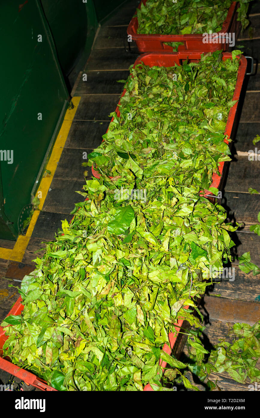Blue field tea estate factory in Mount Harrow, Sri Lanka Stock Photo ...