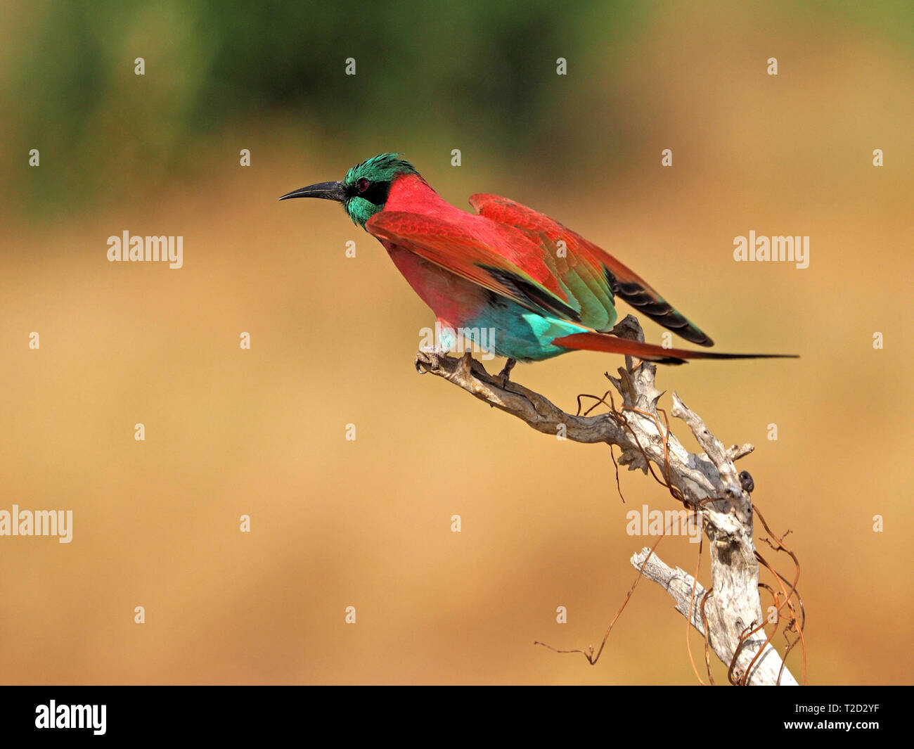 vivid red Northern Carmine Bee-eater (Merops nubicus) with metallic ...
