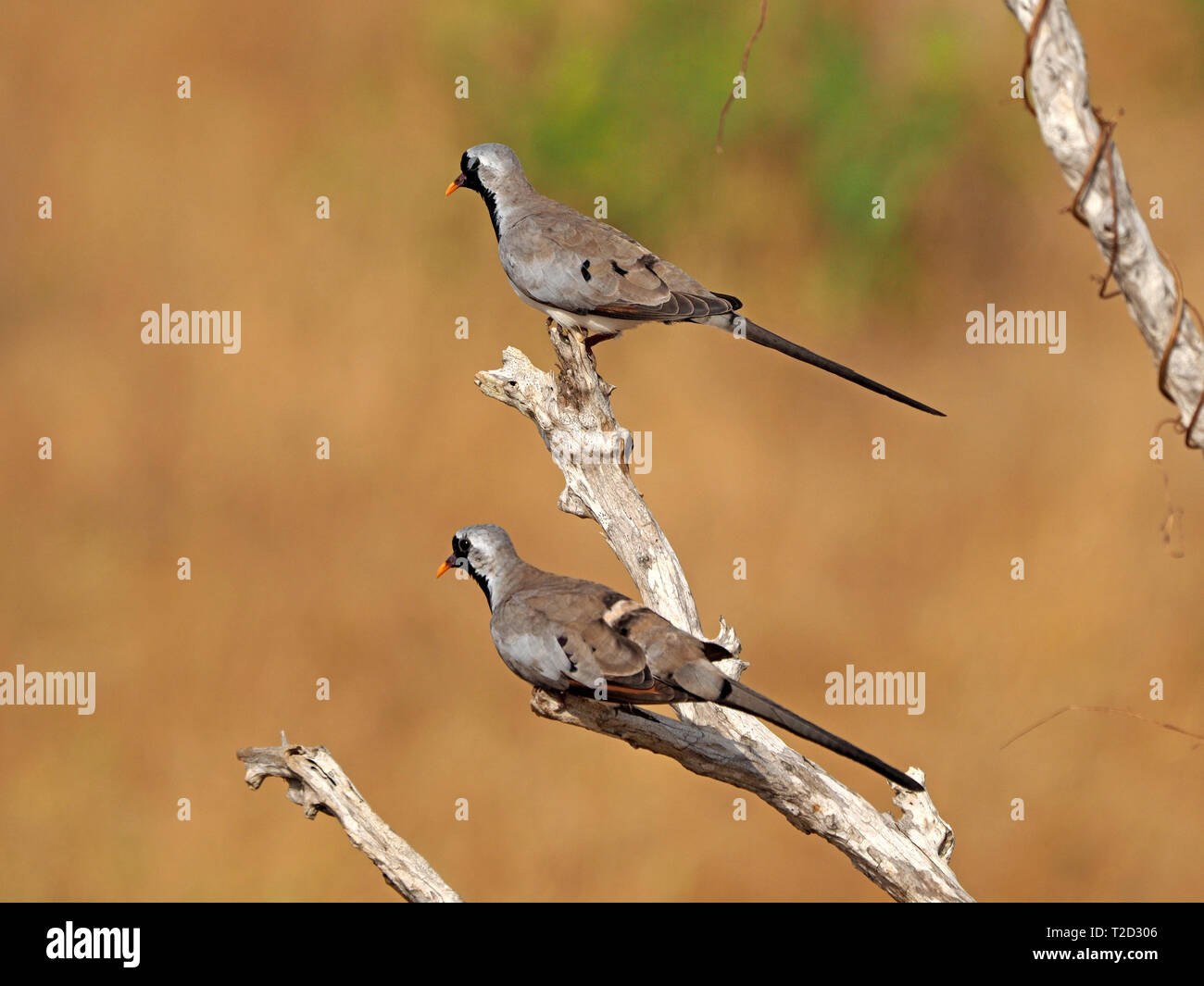 Male namaqua dove hi-res stock photography and images - Alamy