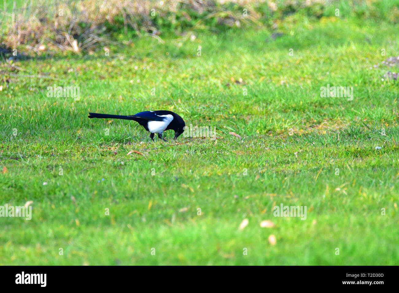 On a meadow searching hi-res stock photography and images - Alamy