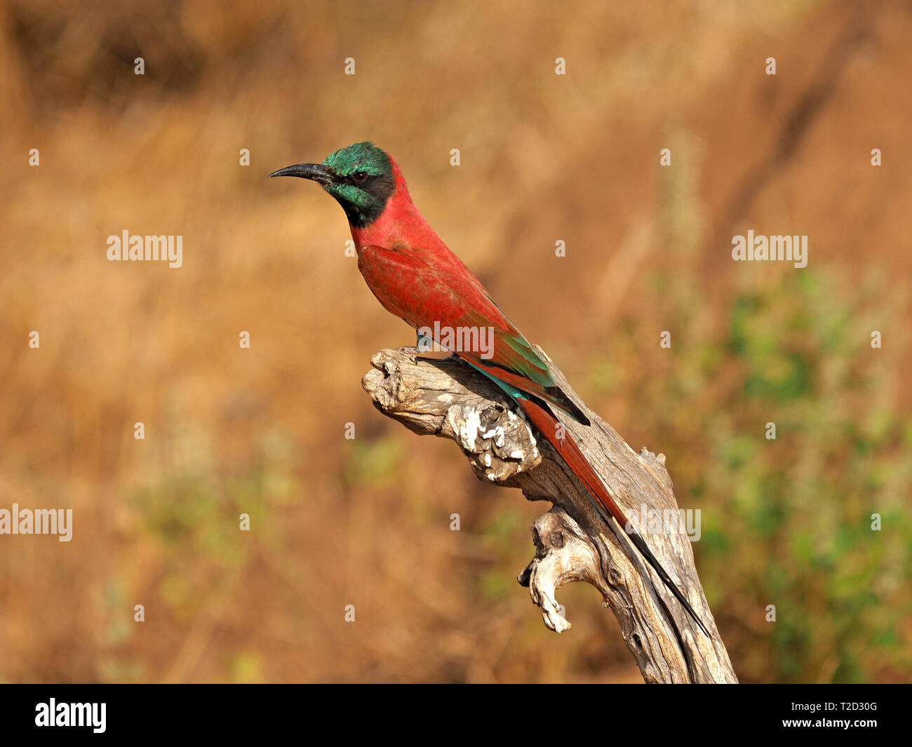 Northern carmine bee eater hi-res stock photography and images - Alamy