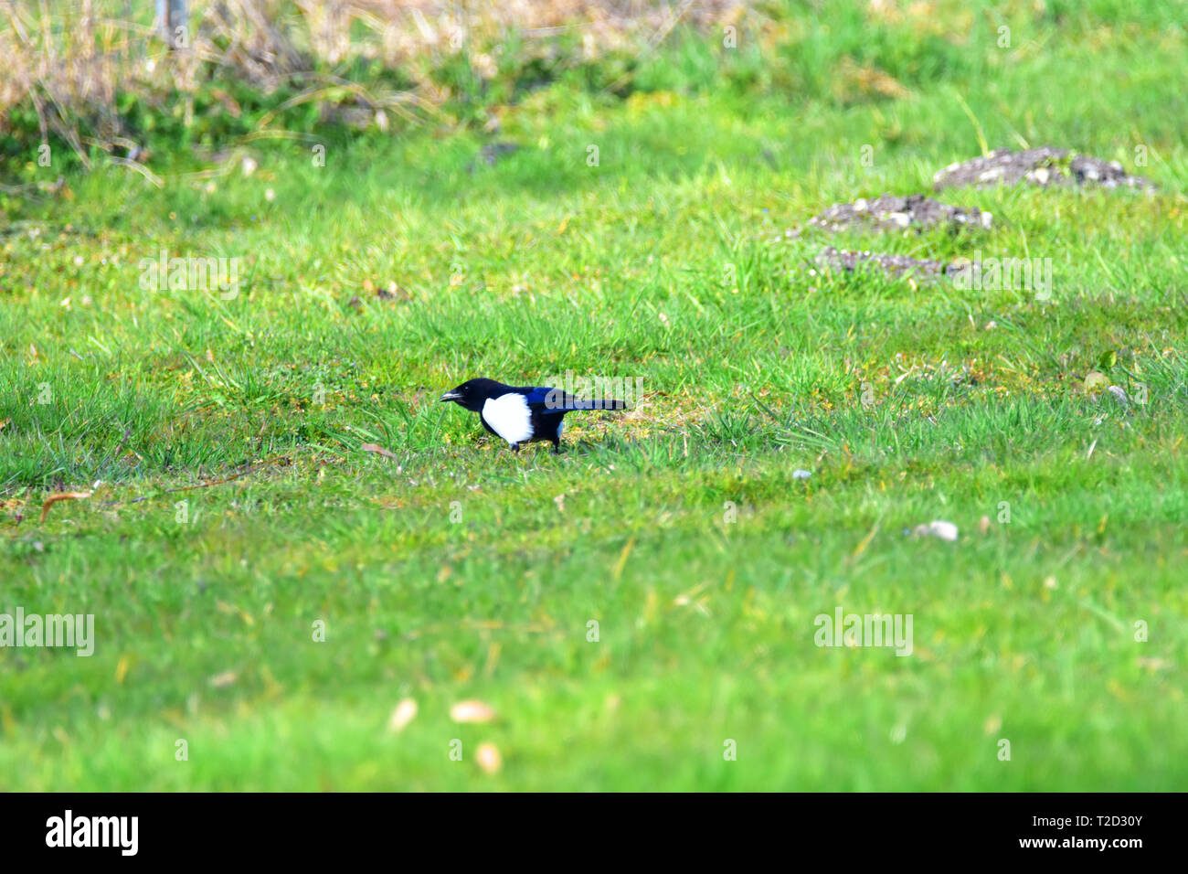 On a meadow searching hi-res stock photography and images - Alamy