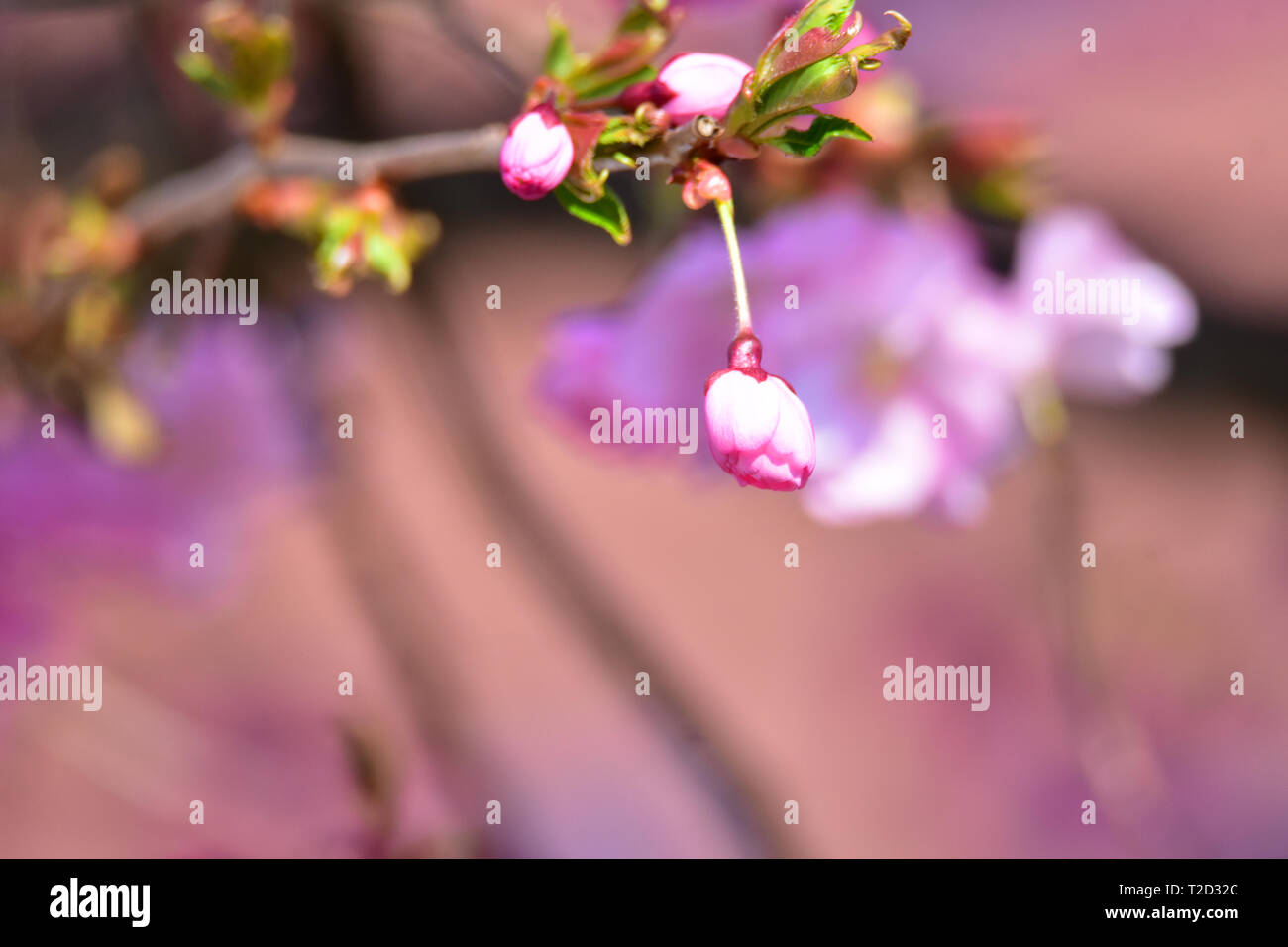 Photo of pink flowers in a german garden Stock Photo - Alamy
