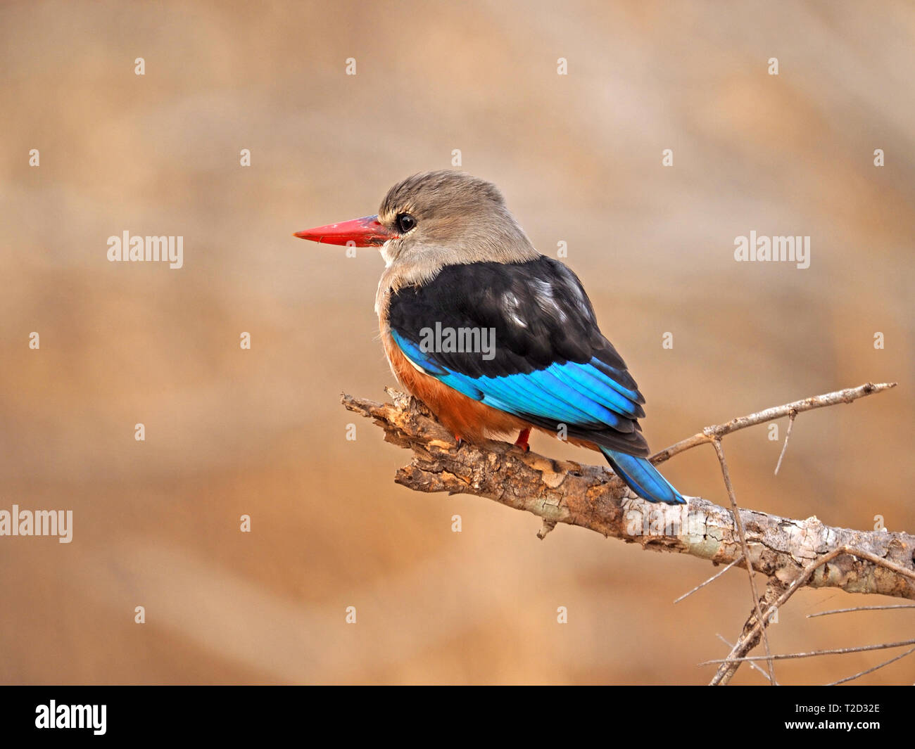 East Africa Birds High Resolution Stock Photography and Images - Alamy