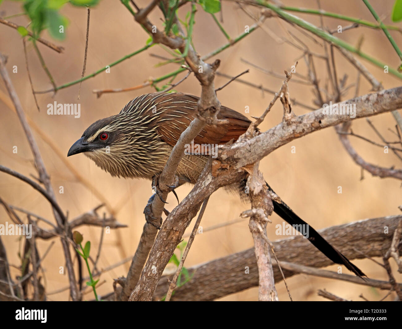 single adult White-browed Coucal or lark-heeled cuckoo (Centropus ...