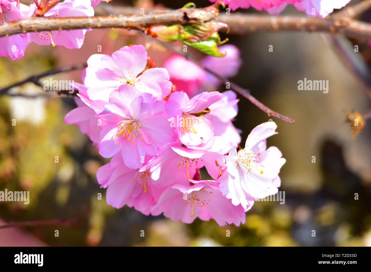 German garden hi-res stock photography and images - Alamy