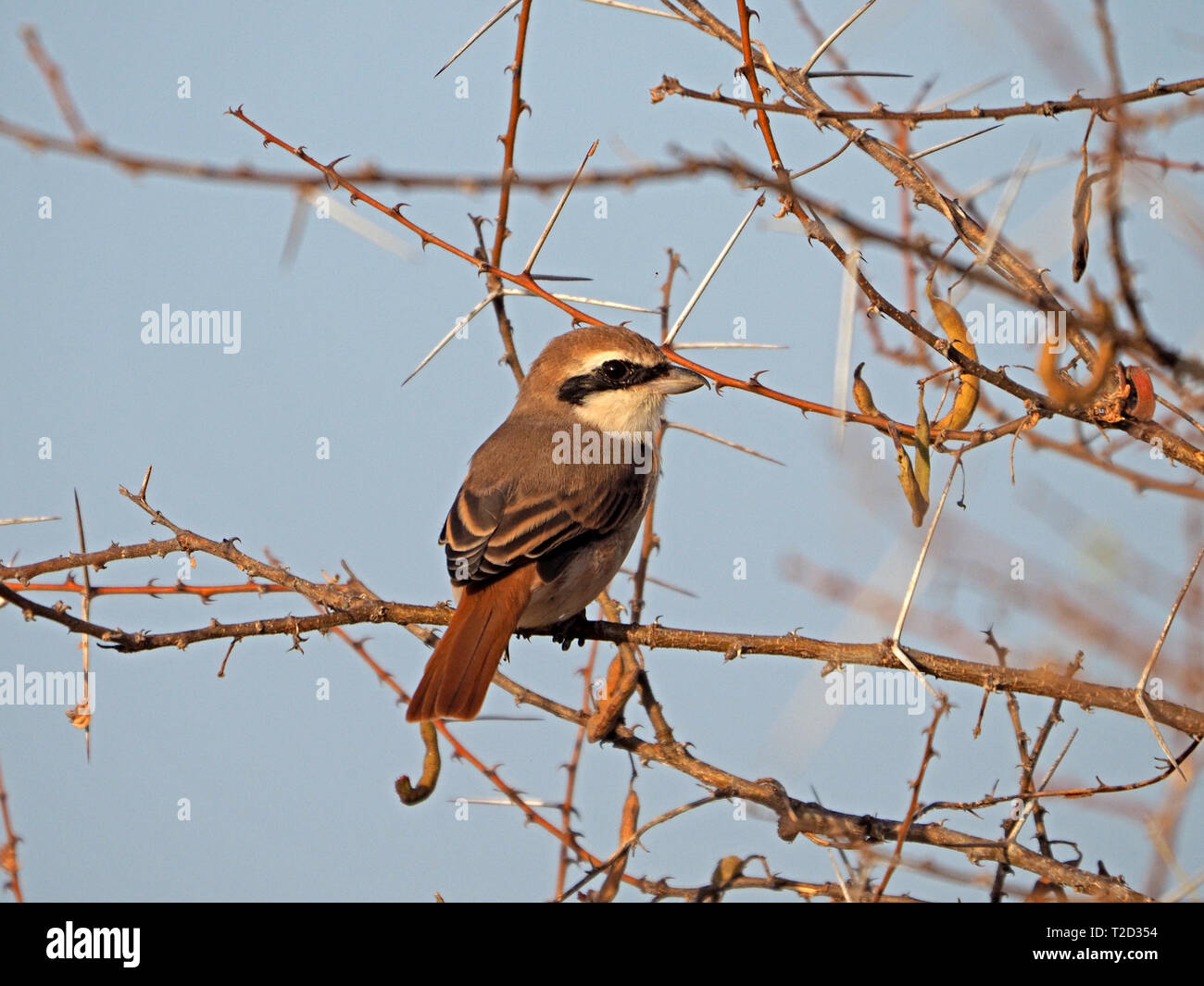 Isabelline Shrike or Red-tailed Shrike (Lanius isabellinus) on the ...