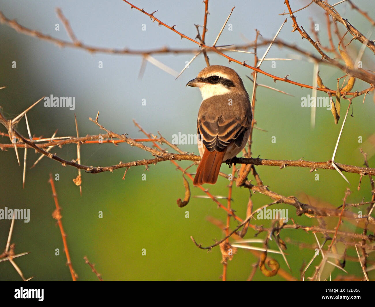 Isabelline Shrike or Red-tailed Shrike (Lanius isabellinus) on the ...