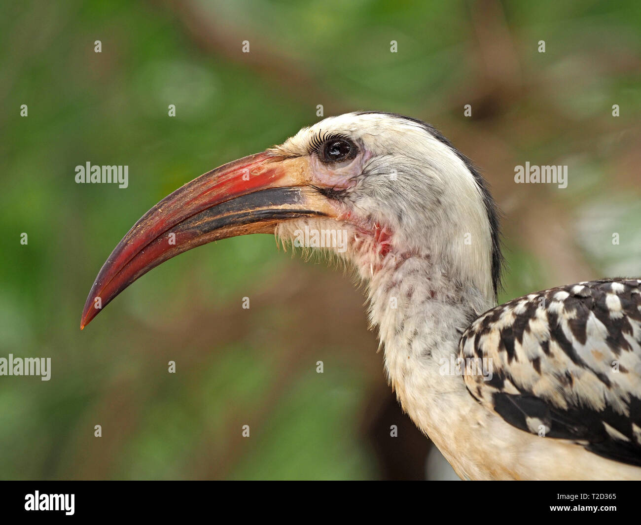 Orange gular skin hi-res stock photography and images - Alamy