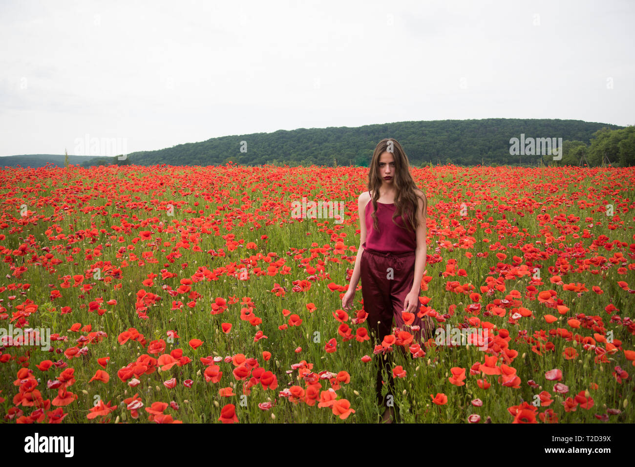 Poppy, Remembrance day, Anzac Day. Drug and love intoxication, opium ...