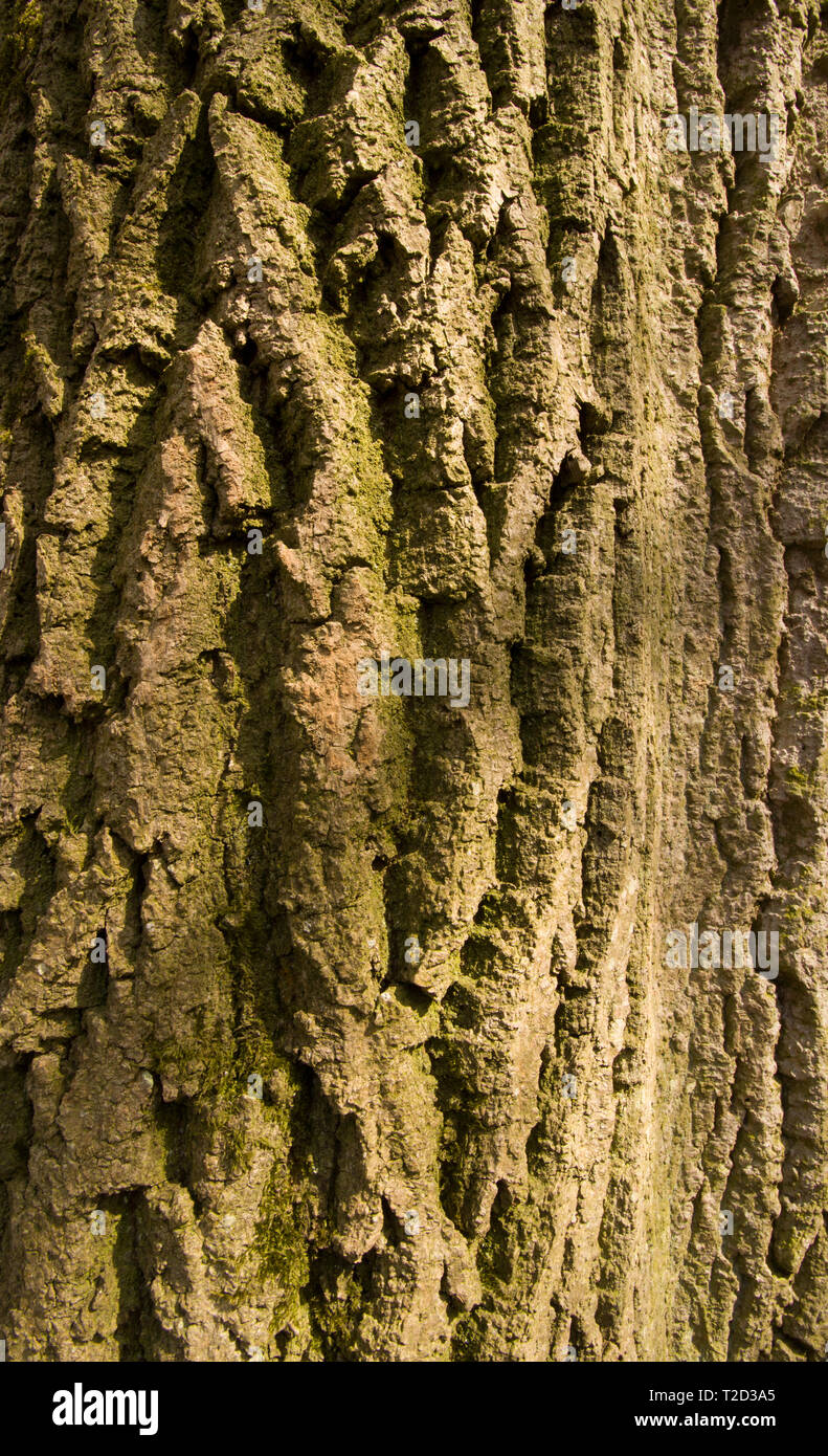 Bark texture close up hi-res stock photography and images - Alamy