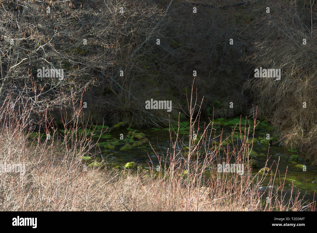 The Headwaters spring of the Metolius River, at the base of Black Butte ...