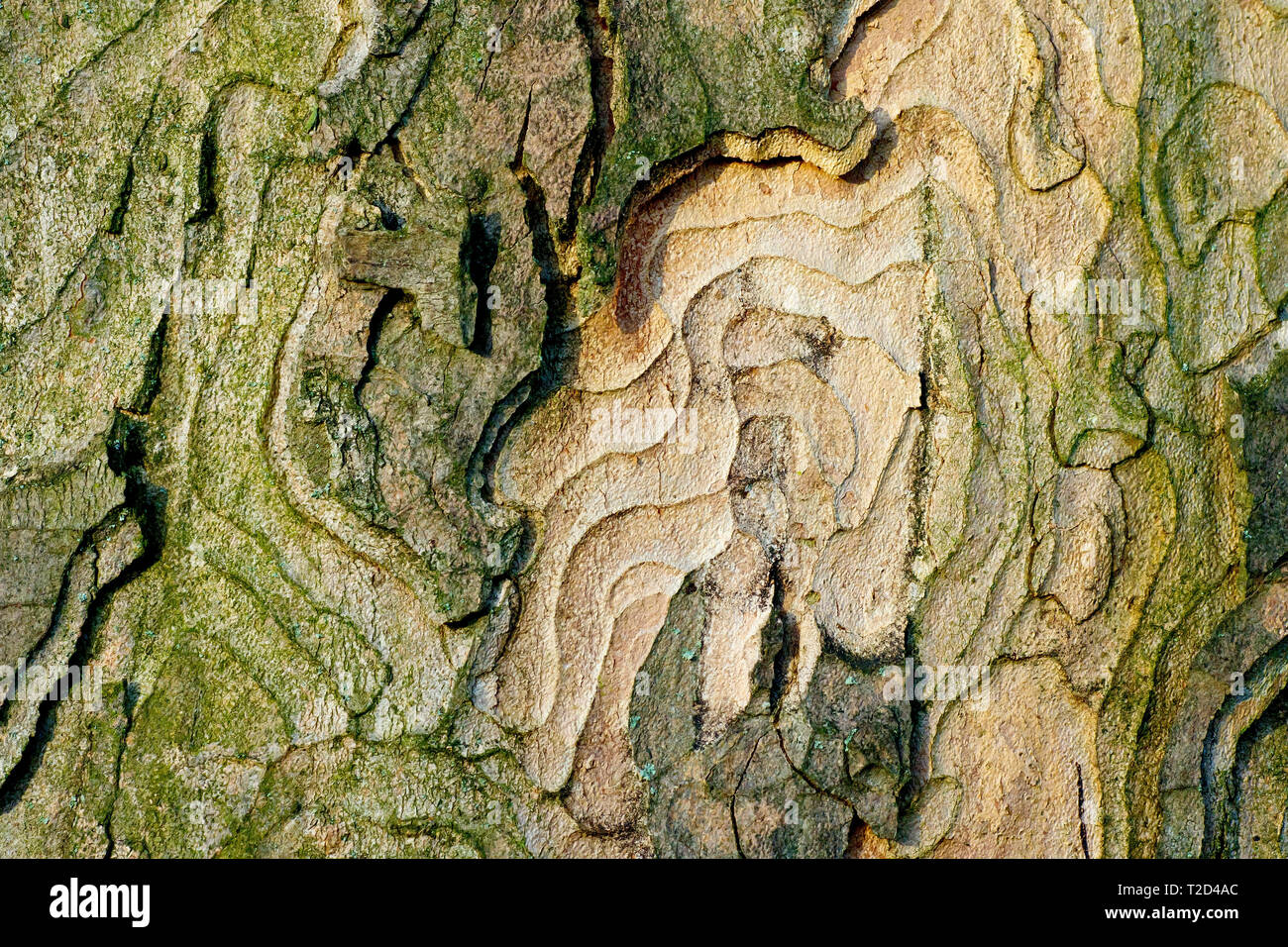 Close up showing the texture and abstract pattern in the bark of a ...