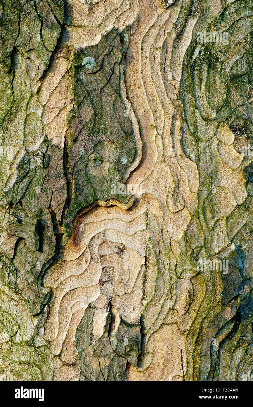 Sycamore Tree Bark High Resolution Stock Photography and Images - Alamy