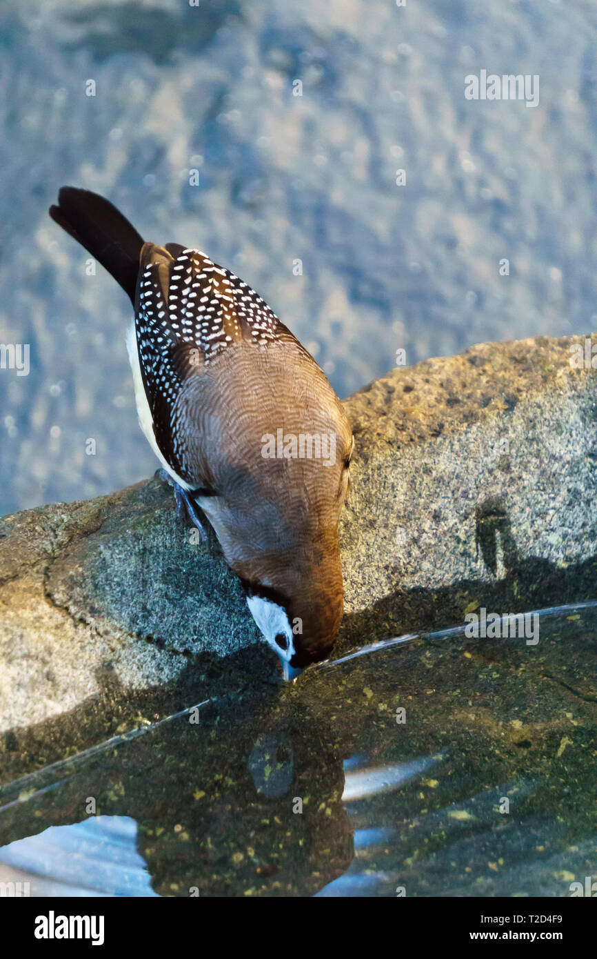 Double-barred Finch also called Owl Finch bird (Taeniopygia bichenovii ...