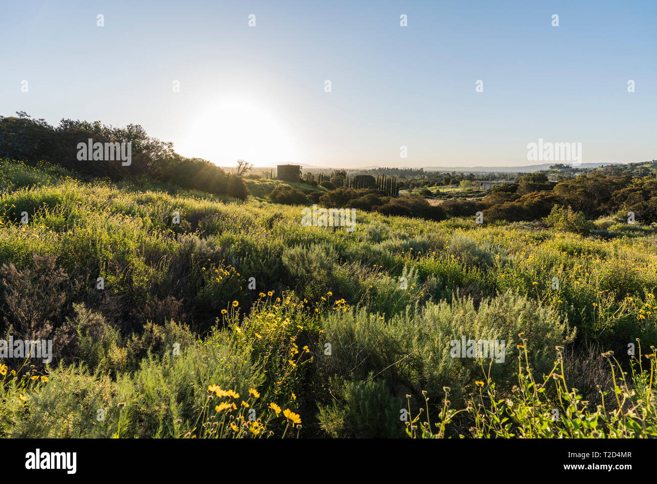 San Fernando Valley spring wildflower meadow sunrise at Santa Susana ...