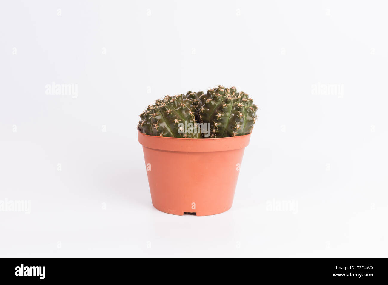Cactus front view in grey ceramic pot isolated on white background ...