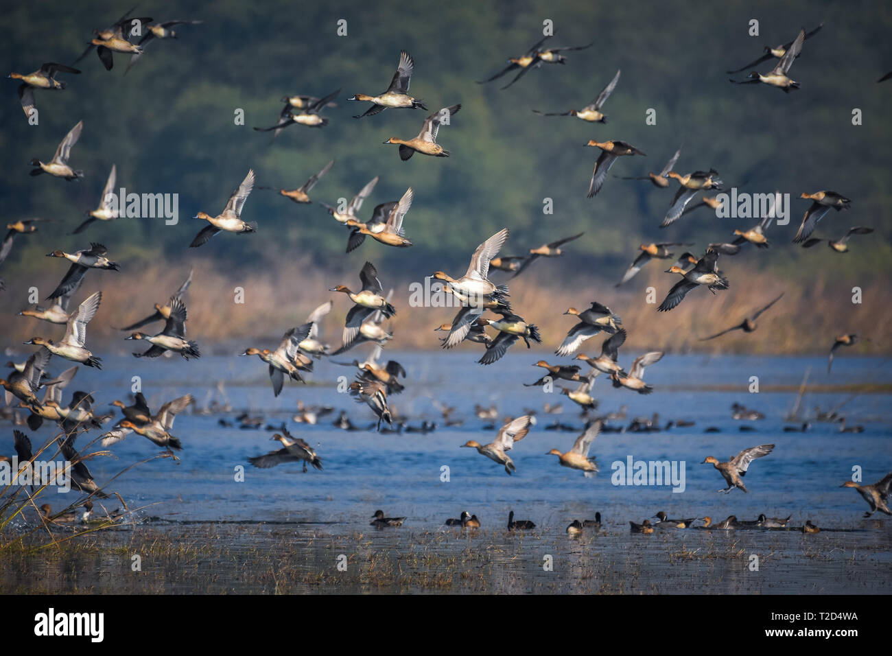 Group of ducks flying from water after seeing an eagle Stock Photo - Alamy