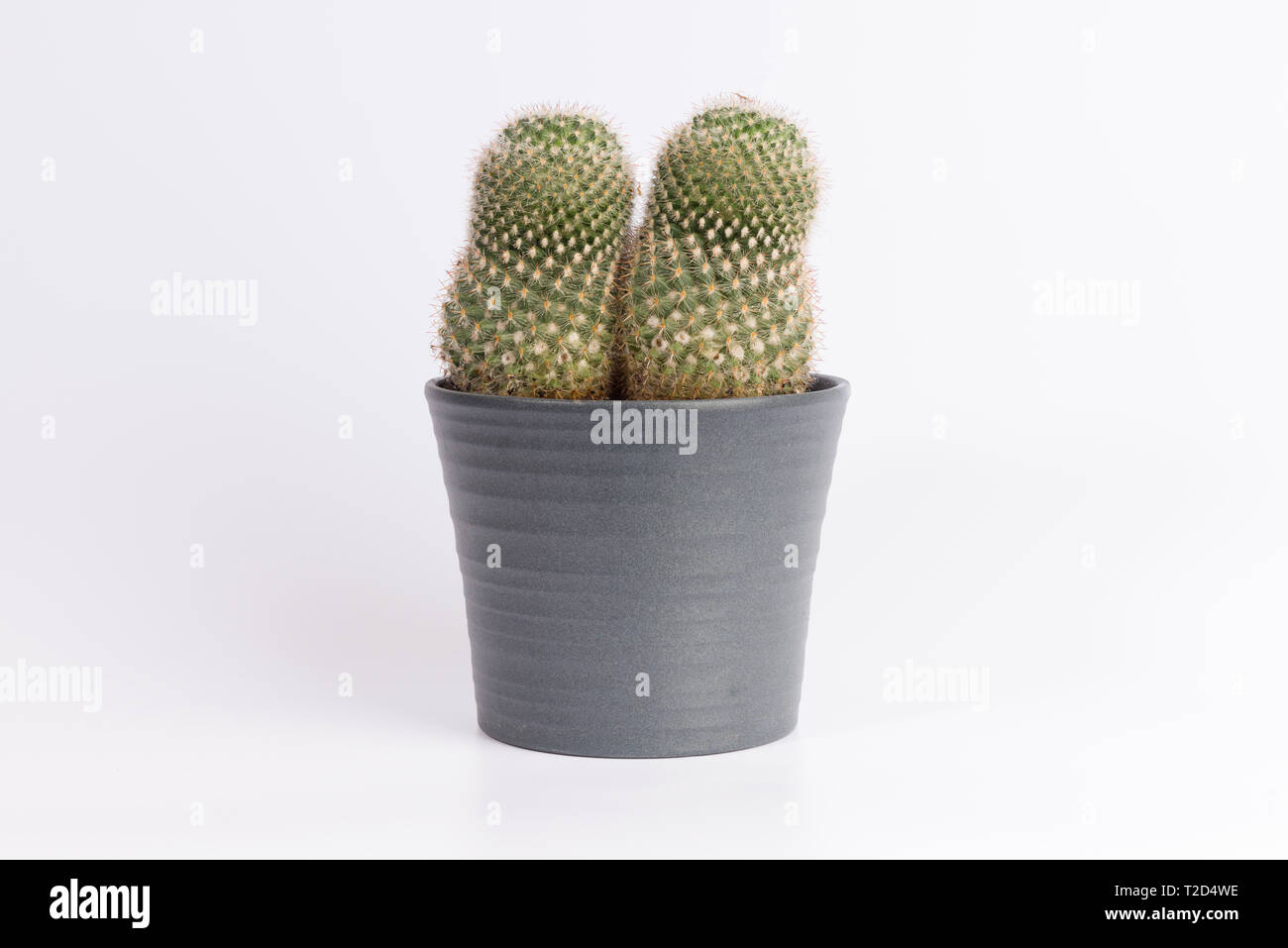 Cactus front view in gray ceramic pot isolated on white background ...