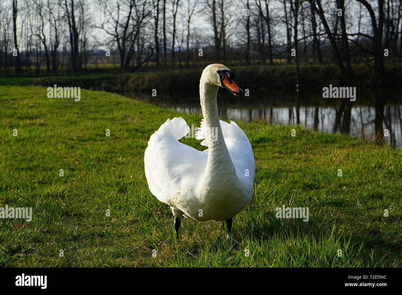 Swan posing camera hi-res stock photography and images - Alamy