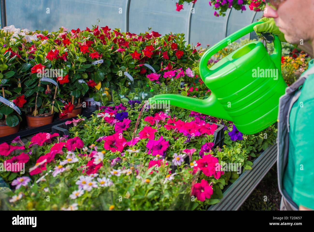 Floral Industry Worker with Water Can Watering Flowers Inside ...