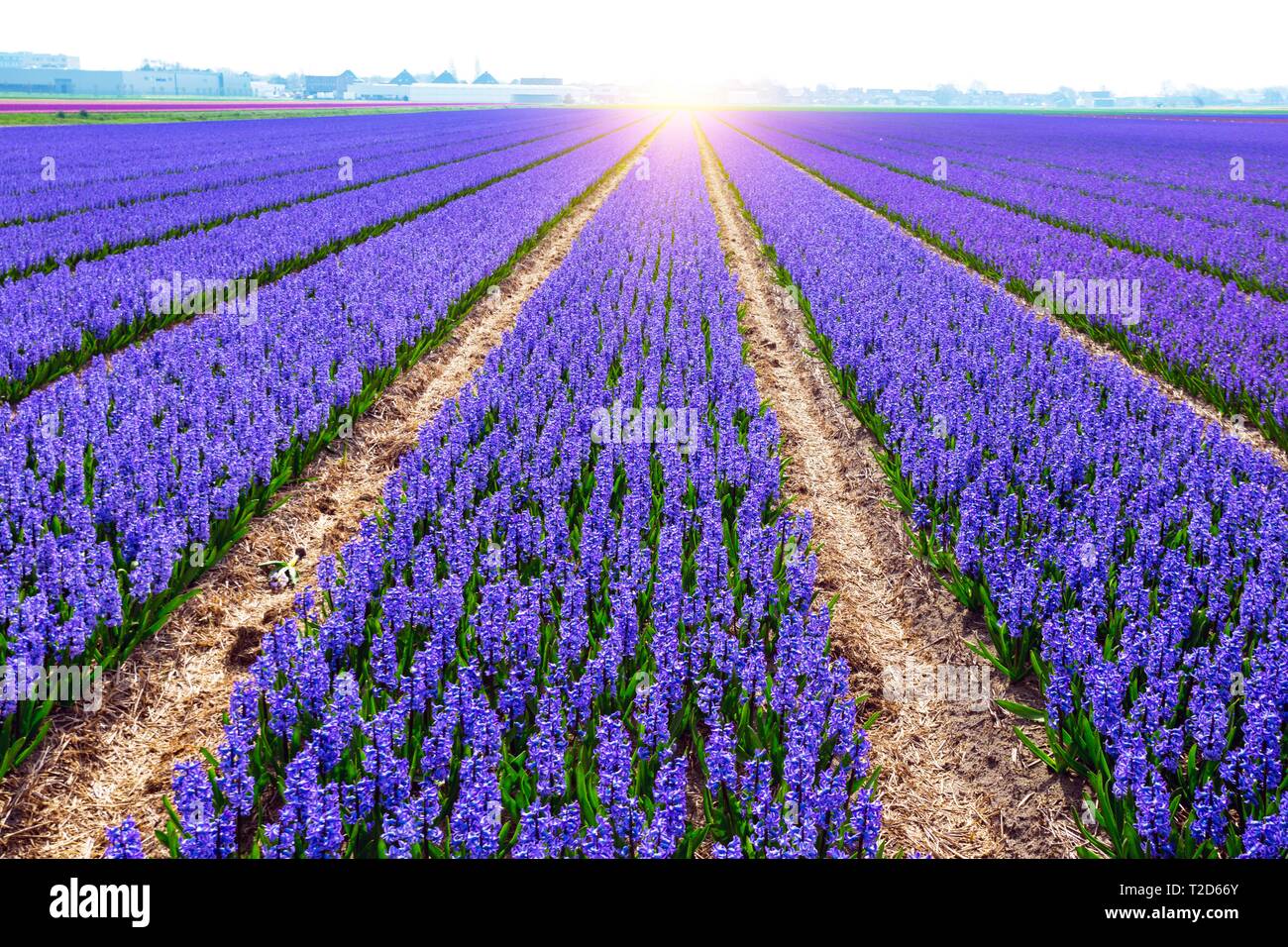 famous Dutch flower fields during flowering - rows of colorful ...