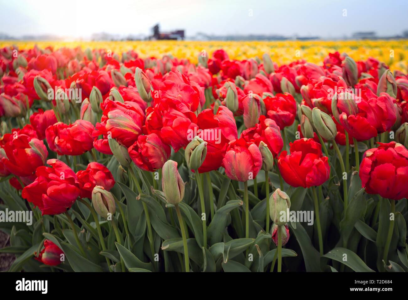 famous Dutch flower fields during flowering - rows of red and yellow ...