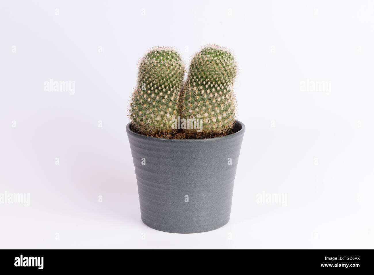 Cactus front view in grey ceramic pot isolated on white background ...