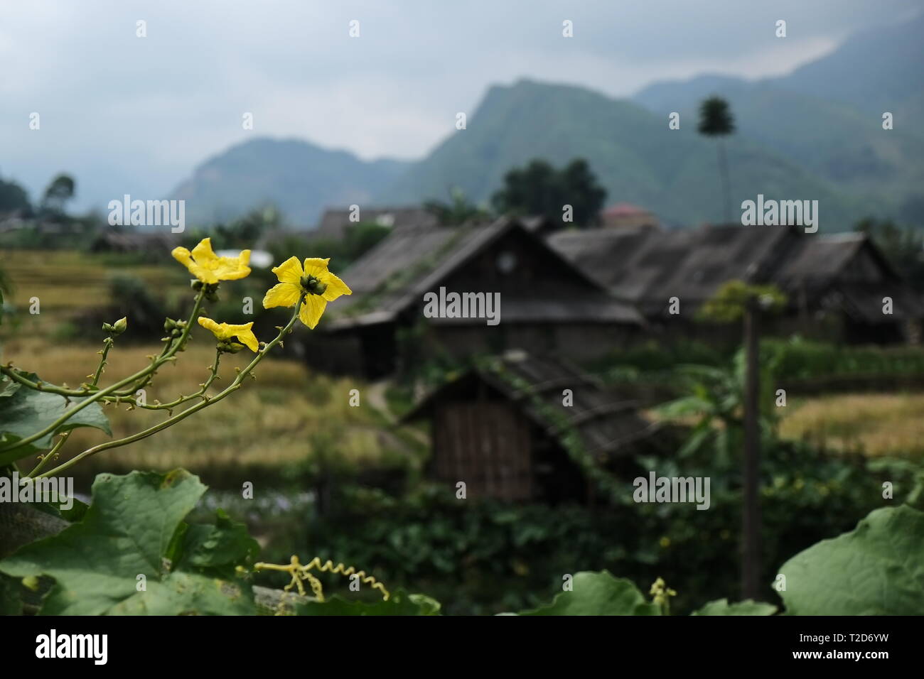 Vietnam village rural hi-res stock photography and images - Alamy