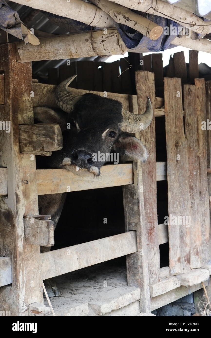 Ox vietnam hi-res stock photography and images - Alamy