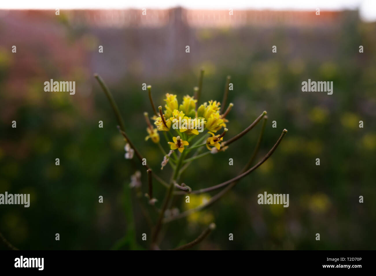 Weed botanical hi-res stock photography and images - Alamy