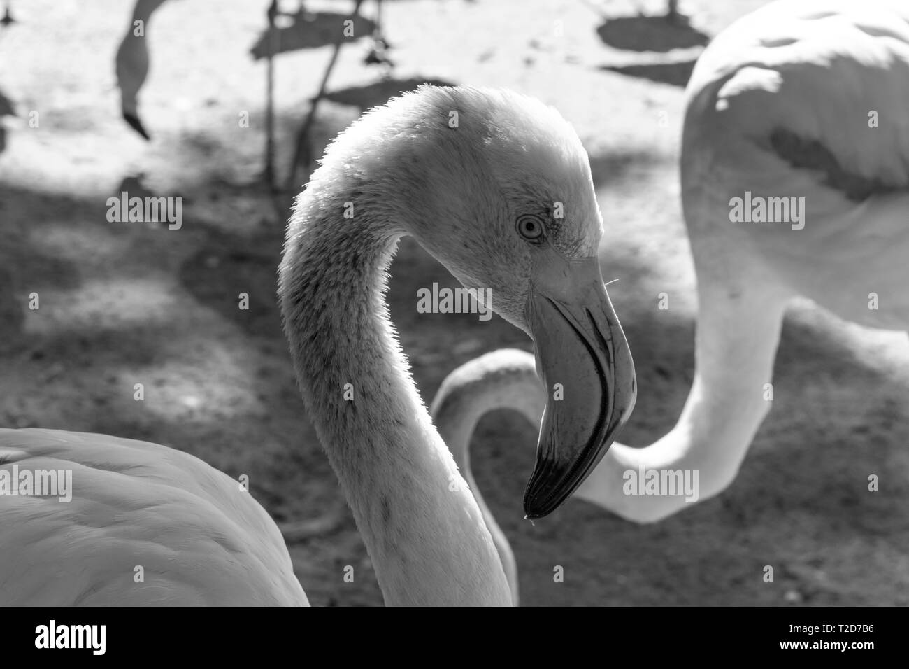 Exotic caribbean animals hi-res stock photography and images - Alamy