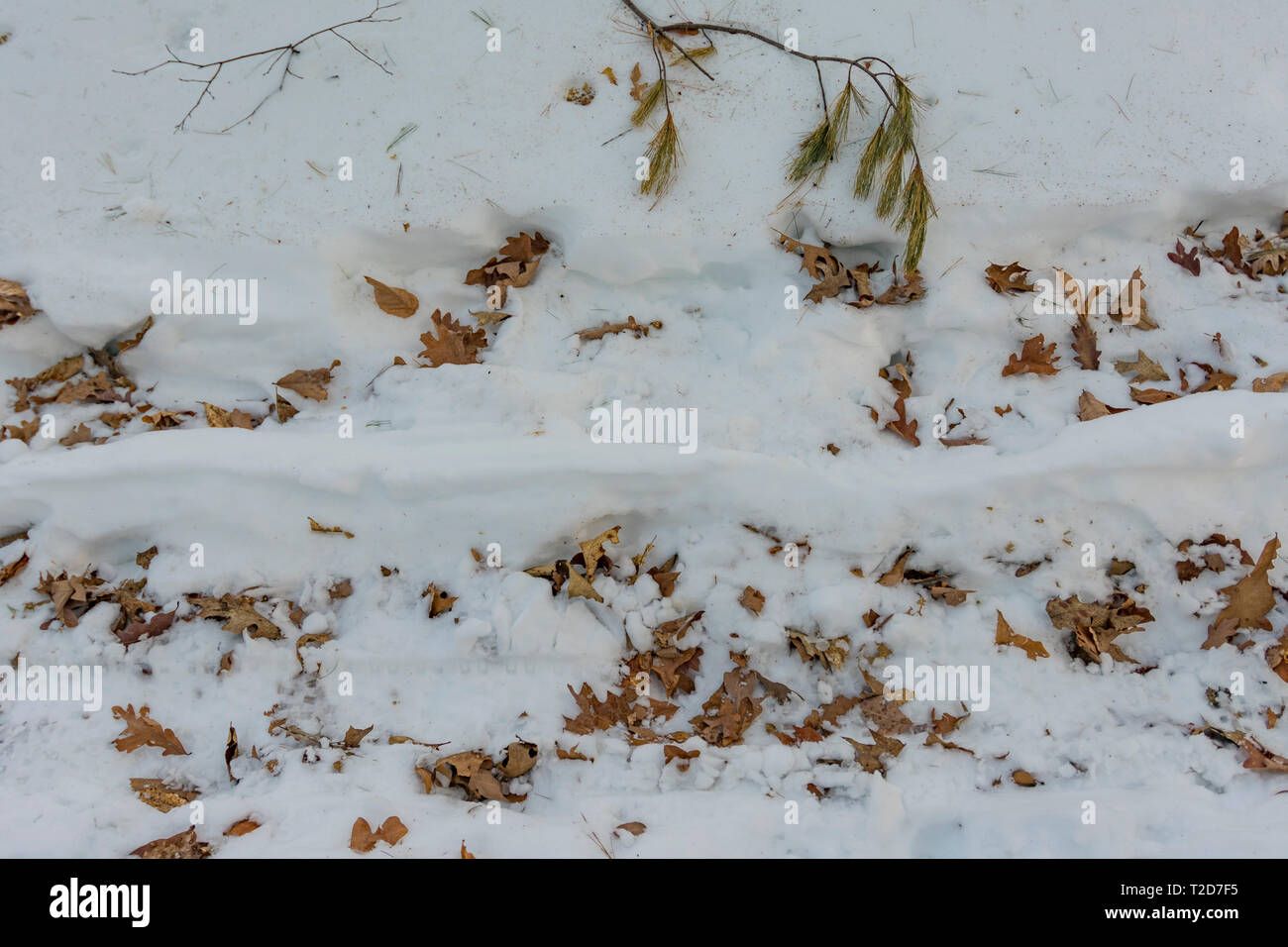 Snow and leaves Stock Photo - Alamy