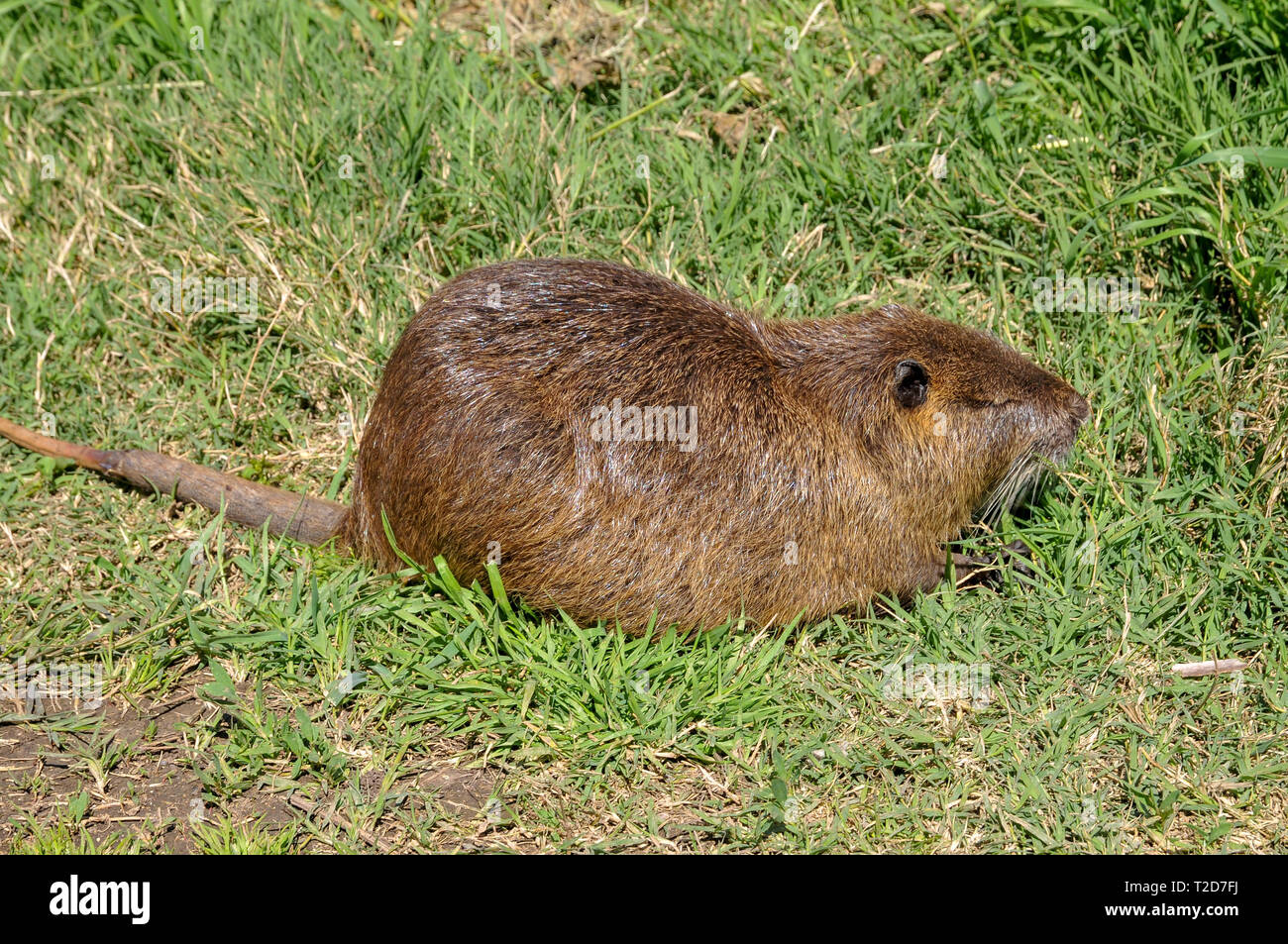 Spiny Rat High Resolution Stock Photography and Images - Alamy