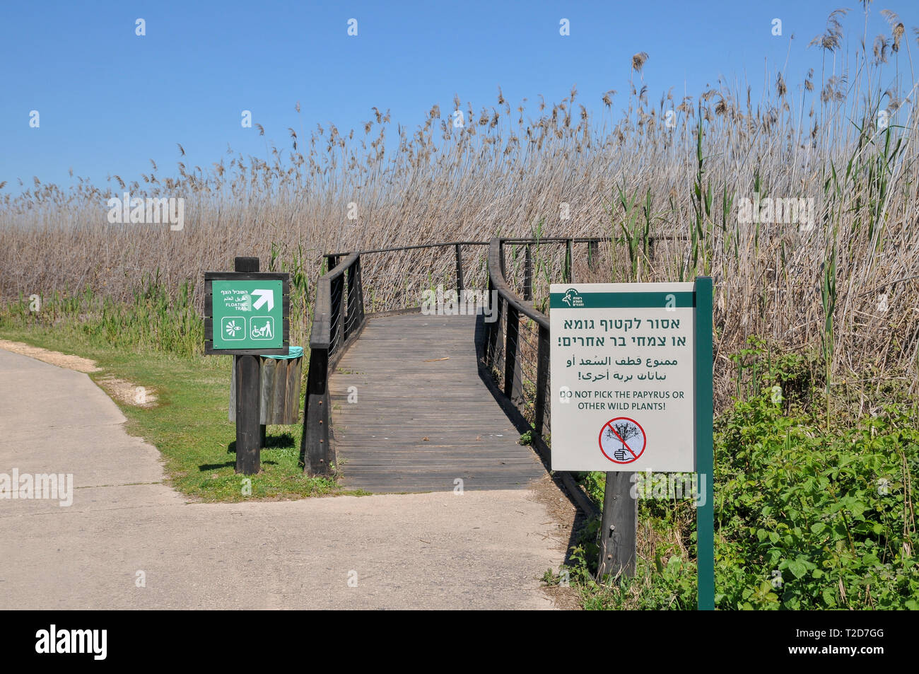 Israel, Hula Valley, wooden bridge footpath, Agmon lake in March Stock ...