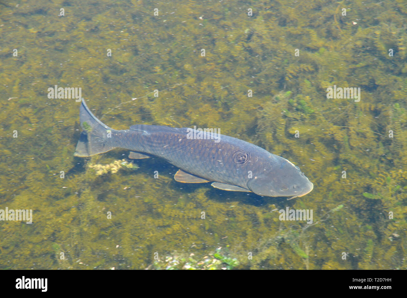 African catfish hi-res stock photography and images - Alamy