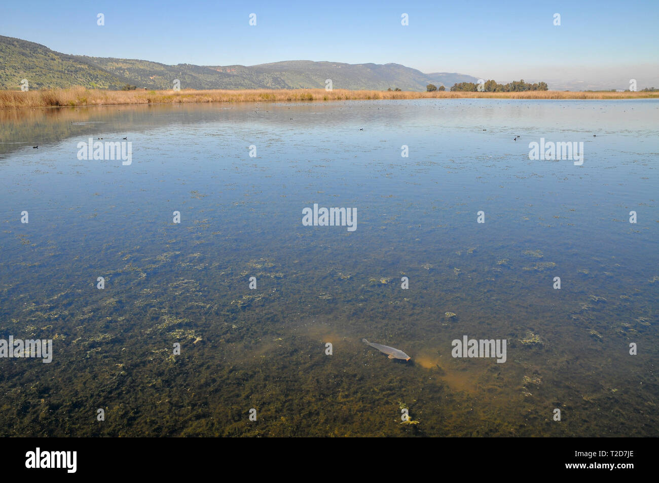 Israel, Hula Valley, Agmon lake winter, March Stock Photo - Alamy