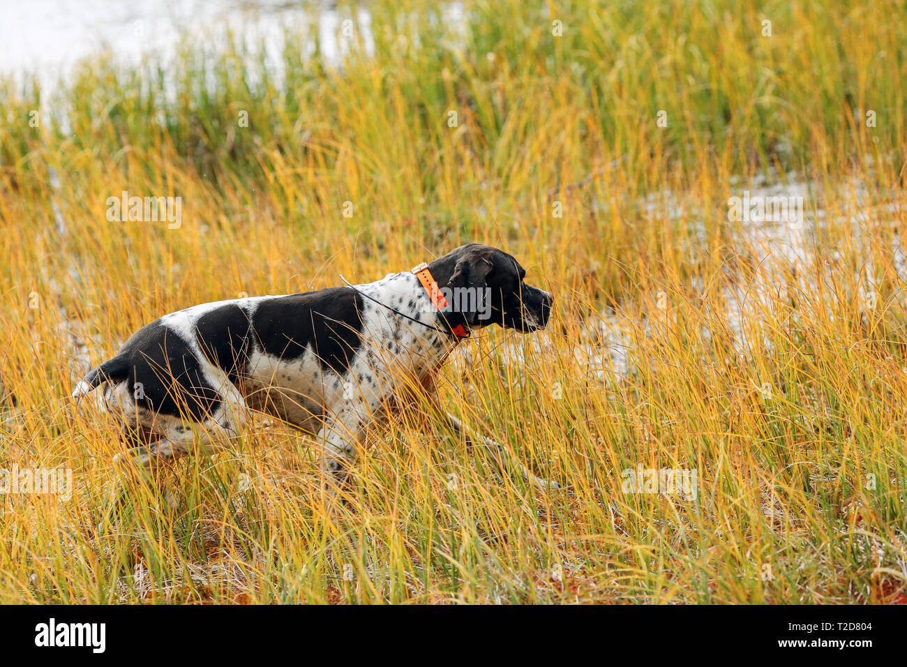 the dog english pointer hunting on the swamp, using gps- tracker Stock ...