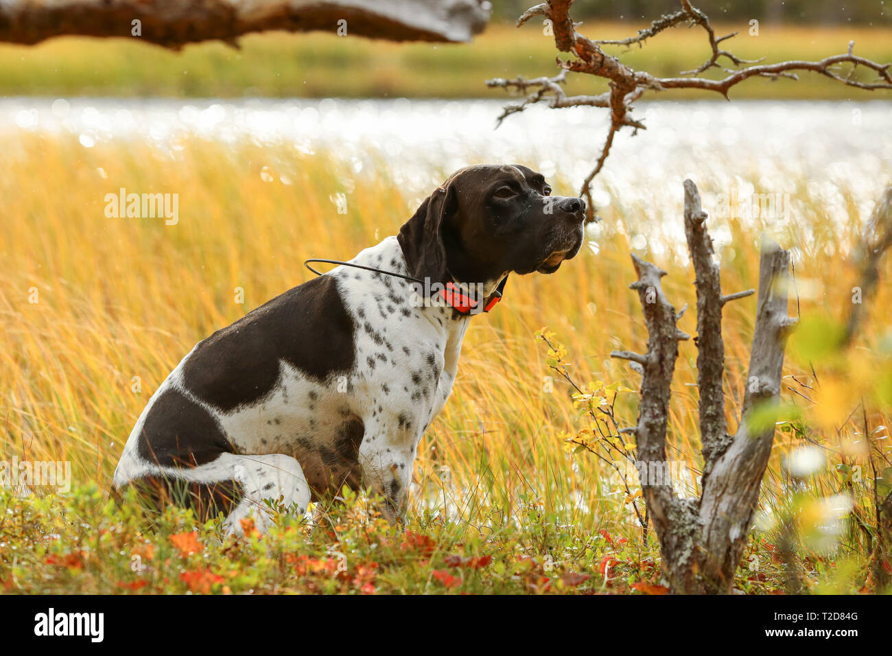 Hunting dog english pointer enjoying nature on the swamp, with gps ...