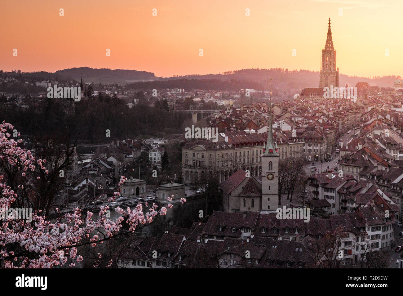 Sonnenuntergang über der Stadt Bern während Kirschblüte im Frühling mit ...