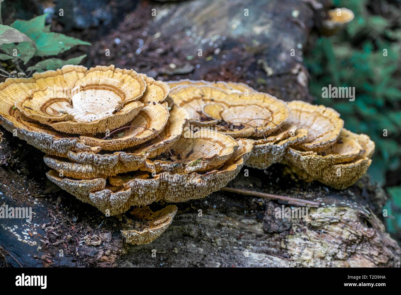 Fungus on tree looks beautiful Stock Photo - Alamy