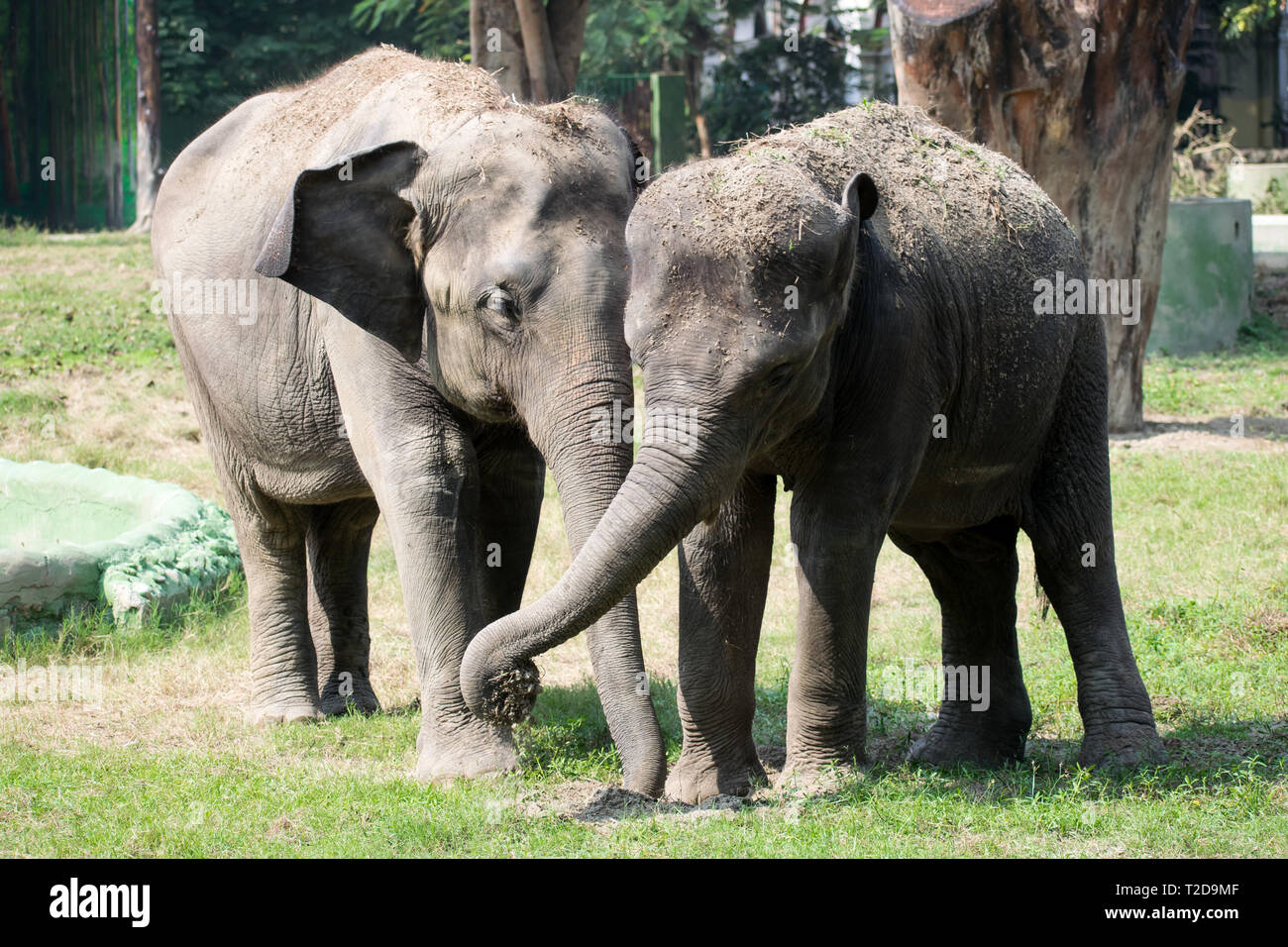 Elephants showing affection for each other in a park Stock Photo - Alamy